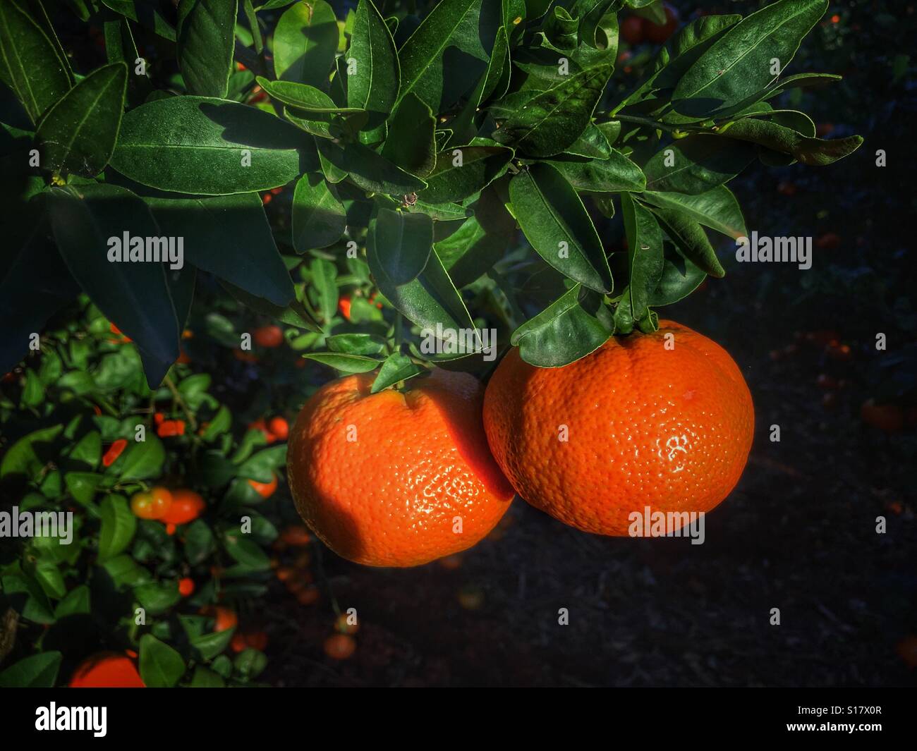 Clementine oranges, on the tree. Spain Stock Photo - Alamy