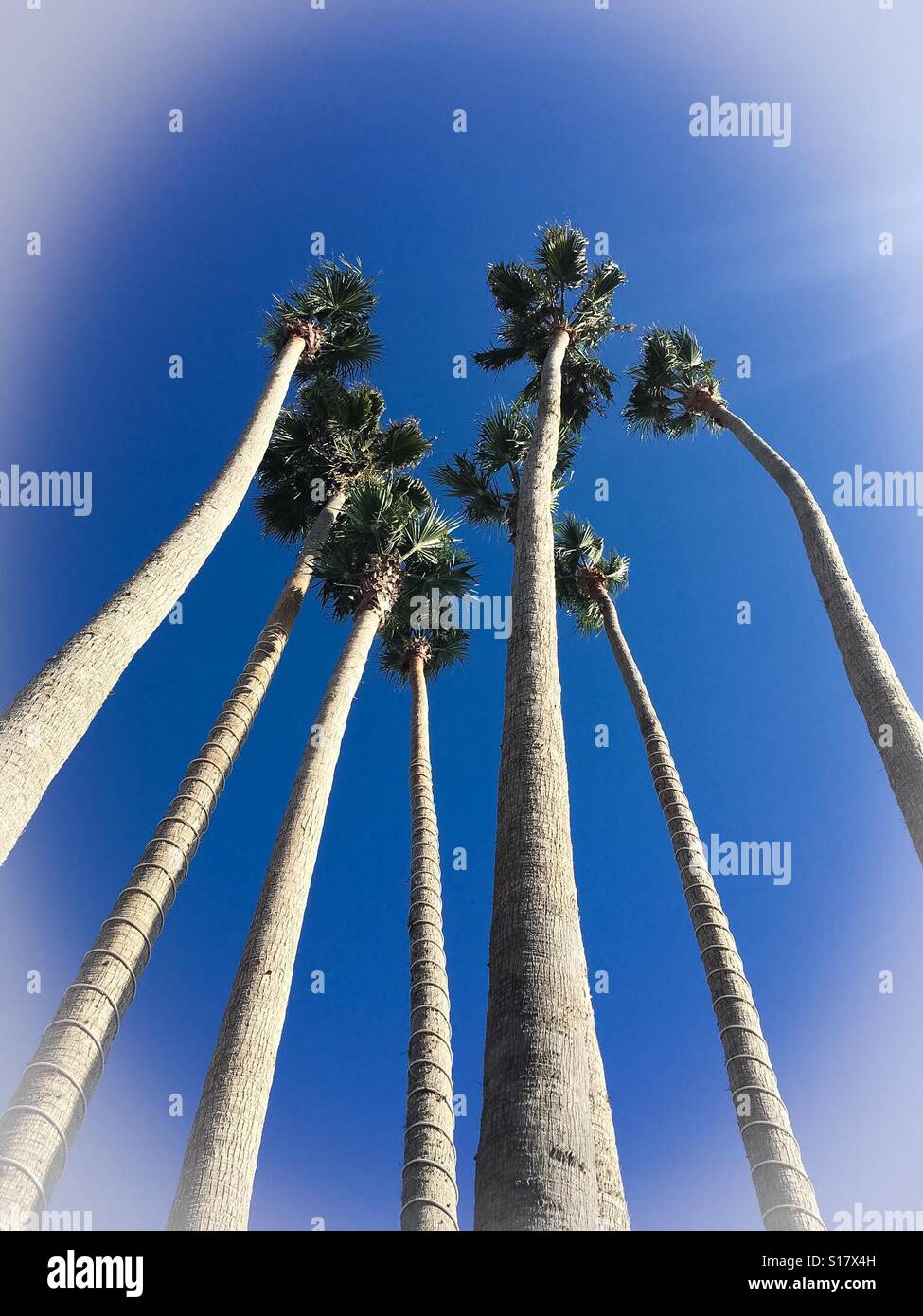 Tall skinny palm trees hi-res stock photography and images - Alamy