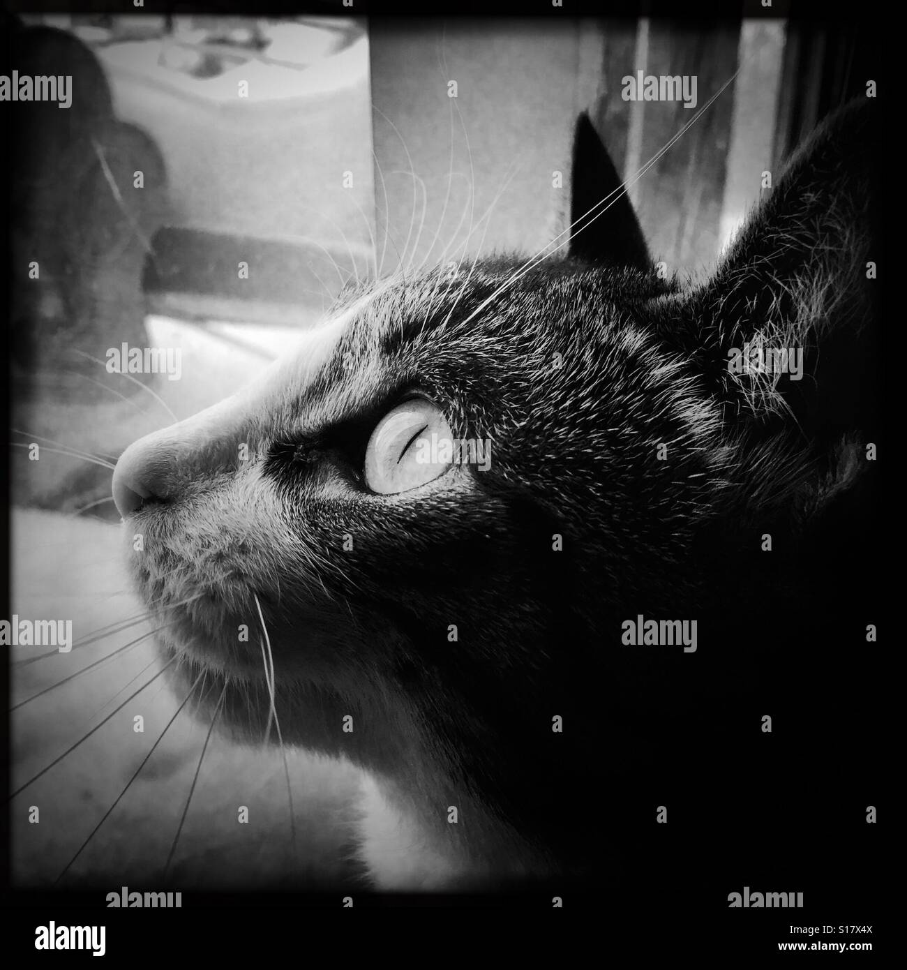 The watcher cat hi-res stock photography and images - Alamy