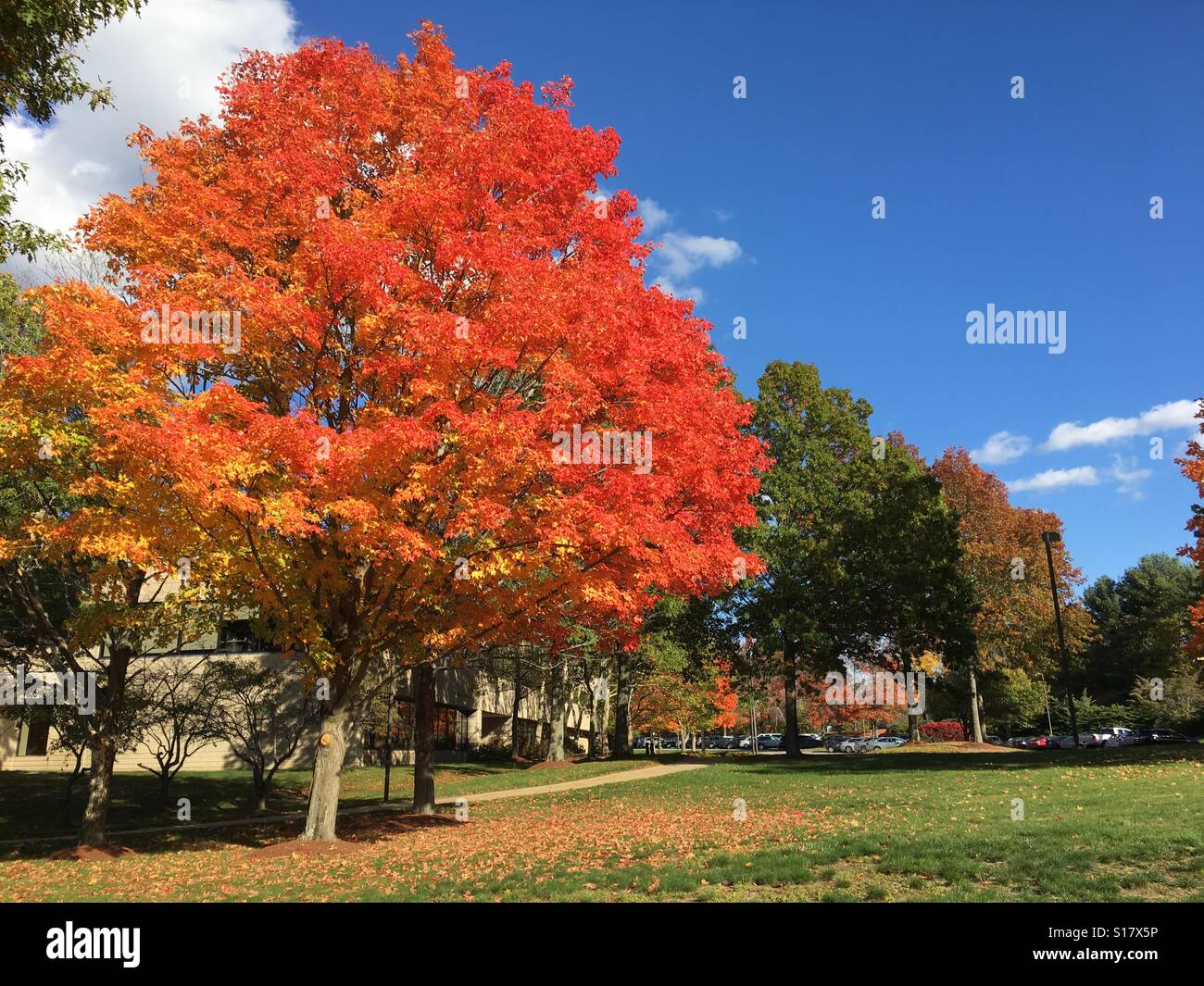 Vermont, maple tree hi-res stock photography and images - Alamy