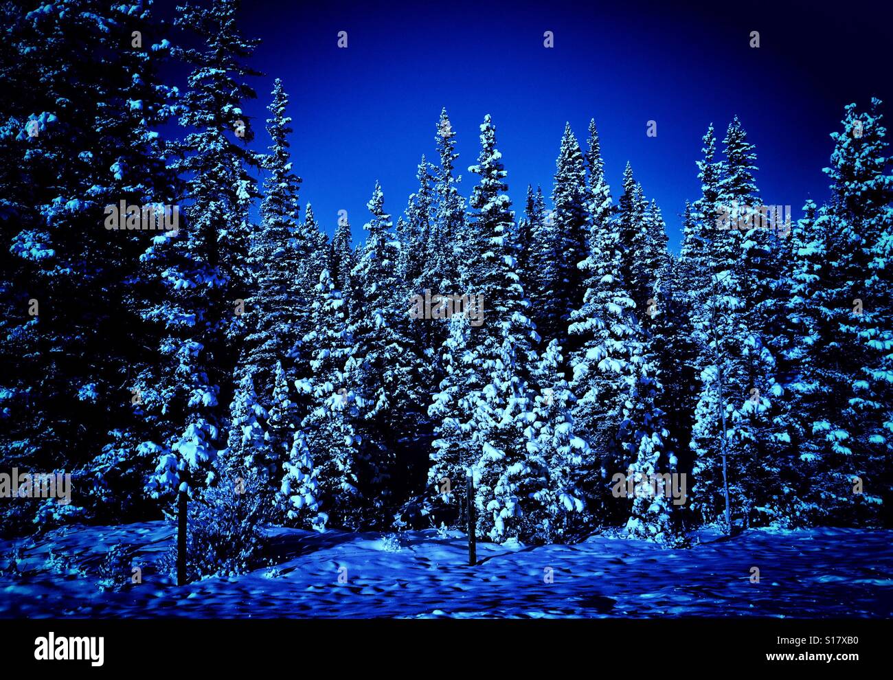 Village of Bragg Creek snow covered evergreens Stock Photo - Alamy