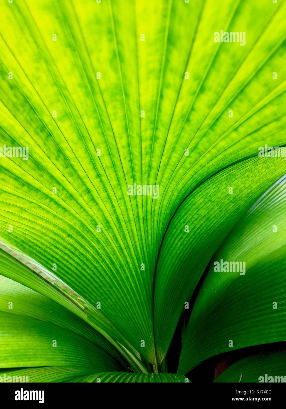Palm leaf art hi-res stock photography and images - Alamy