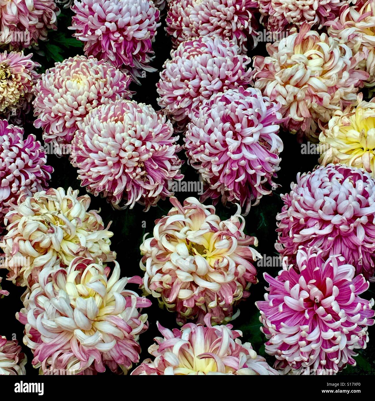 Curly petals hi-res stock photography and images - Alamy