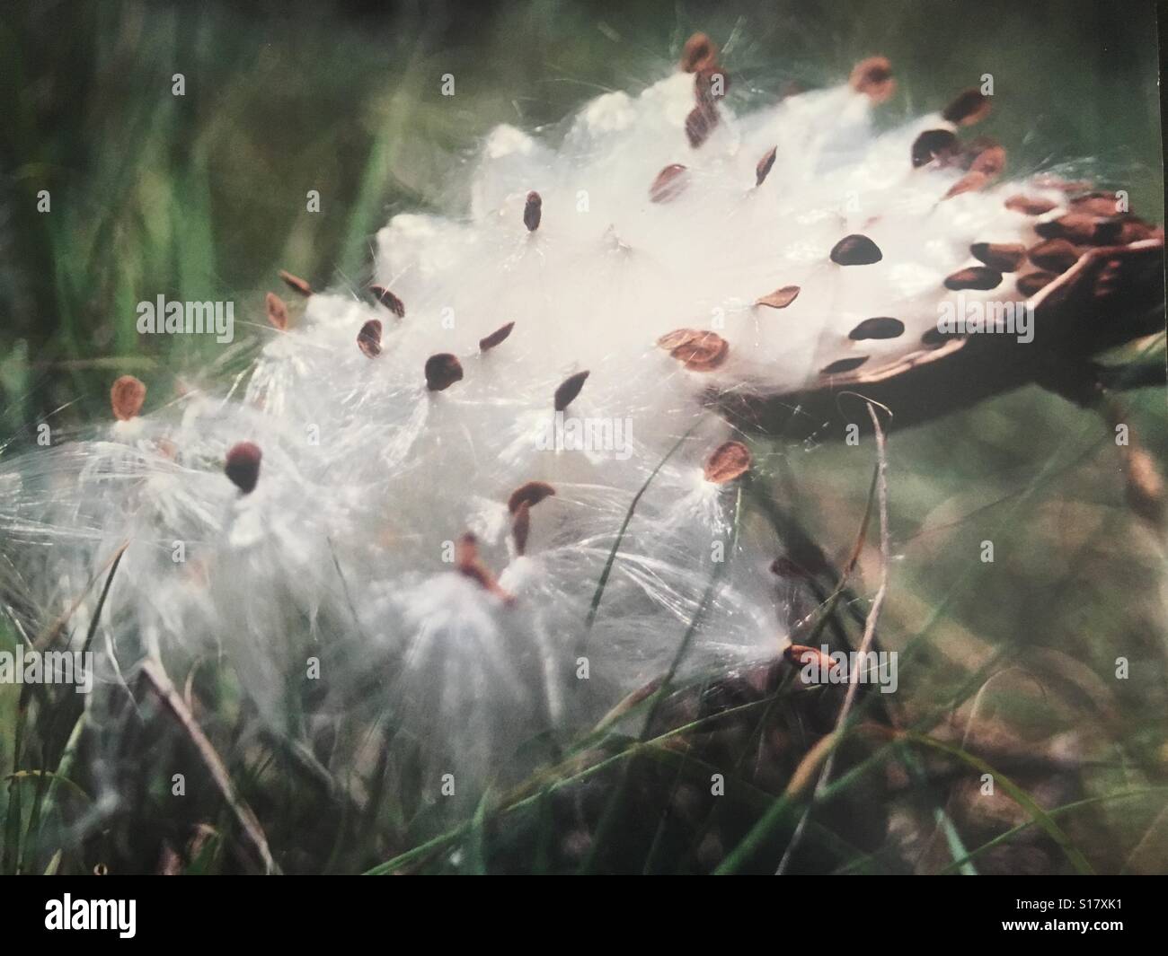Bearing seeds hi-res stock photography and images - Alamy