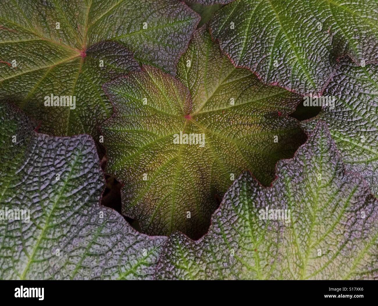 Art in Nature - Leaf patterns and texture Stock Photo - Alamy