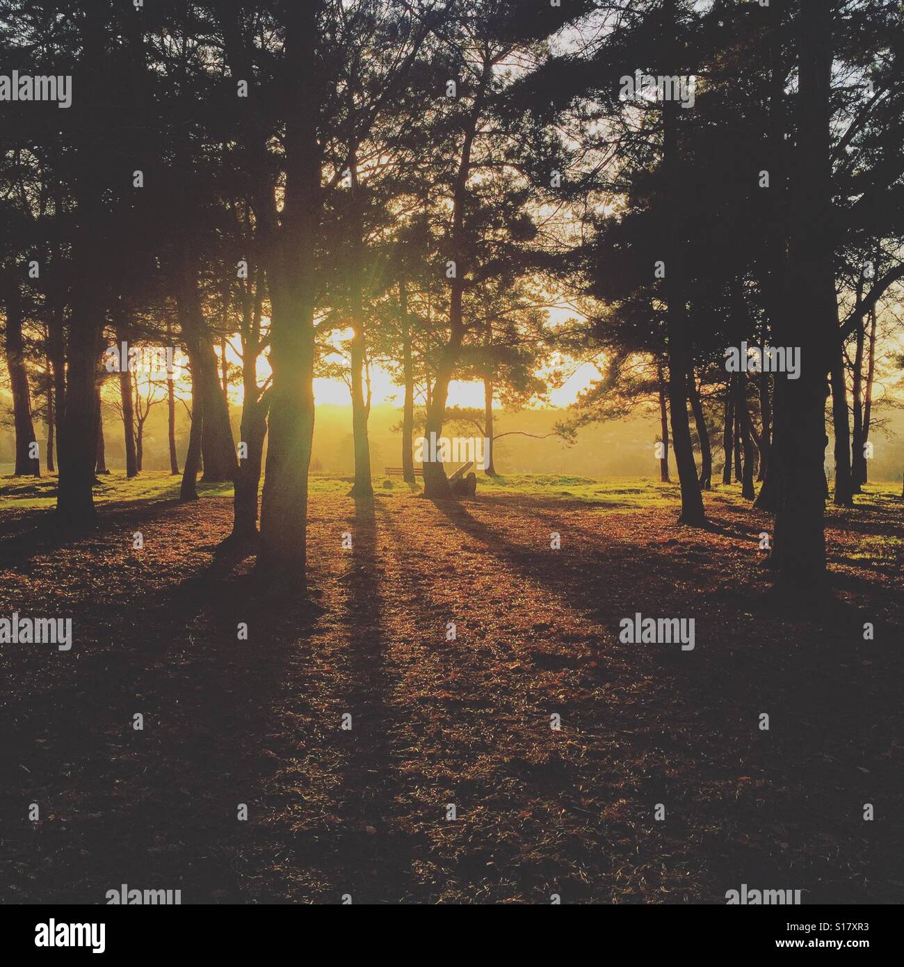 Sunshine through the trees hi-res stock photography and images - Alamy