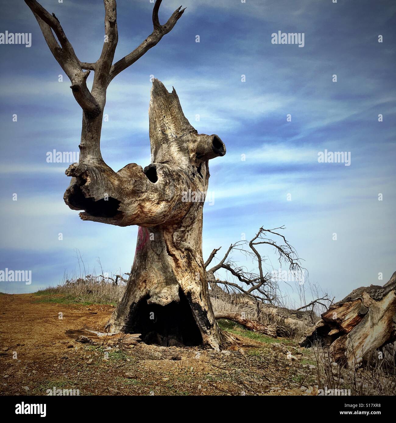 Dead rhinoceros hi-res stock photography and images - Alamy