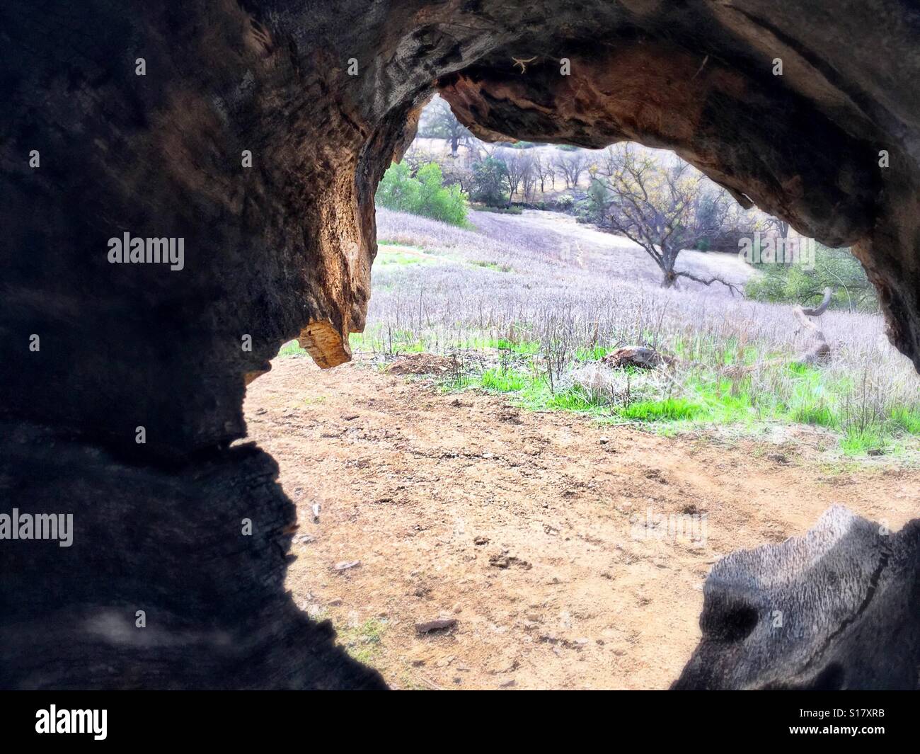 Inside of a tree hi-res stock photography and images - Alamy