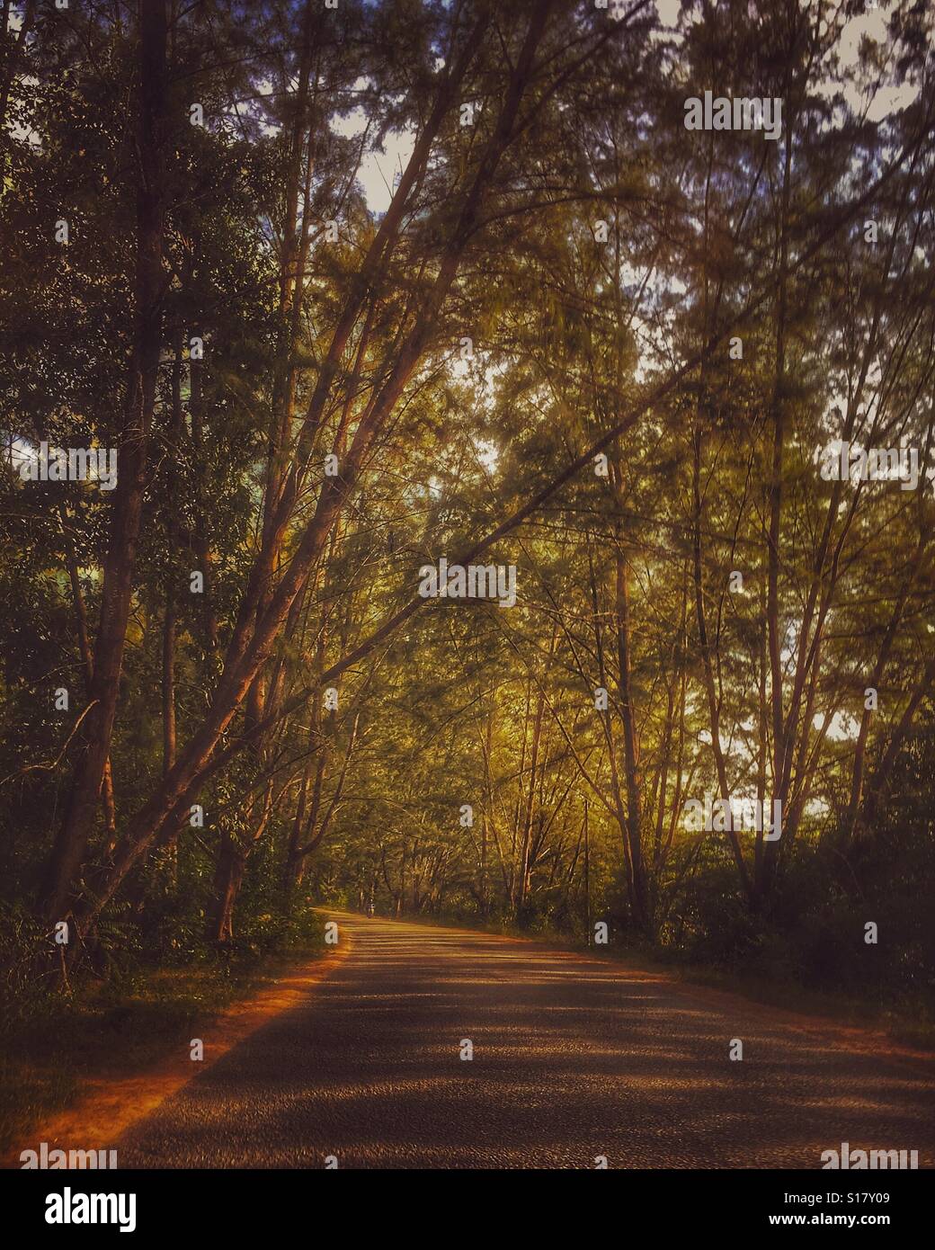 A drive in shady place Stock Photo - Alamy