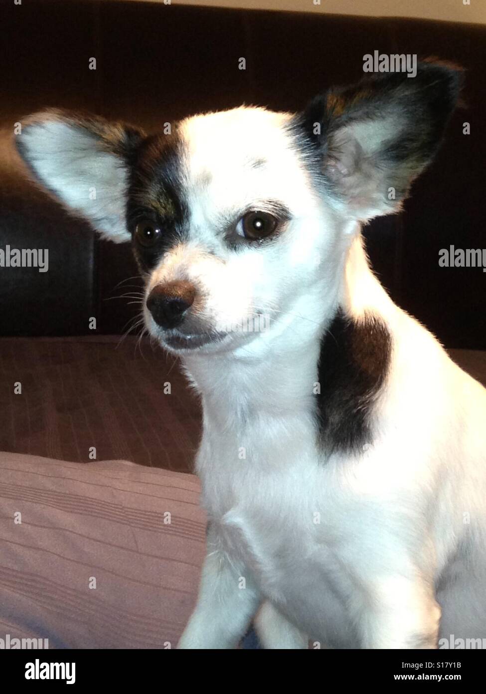 Chihuahua Poodle Mix High Resolution Stock Photography and Images - Alamy