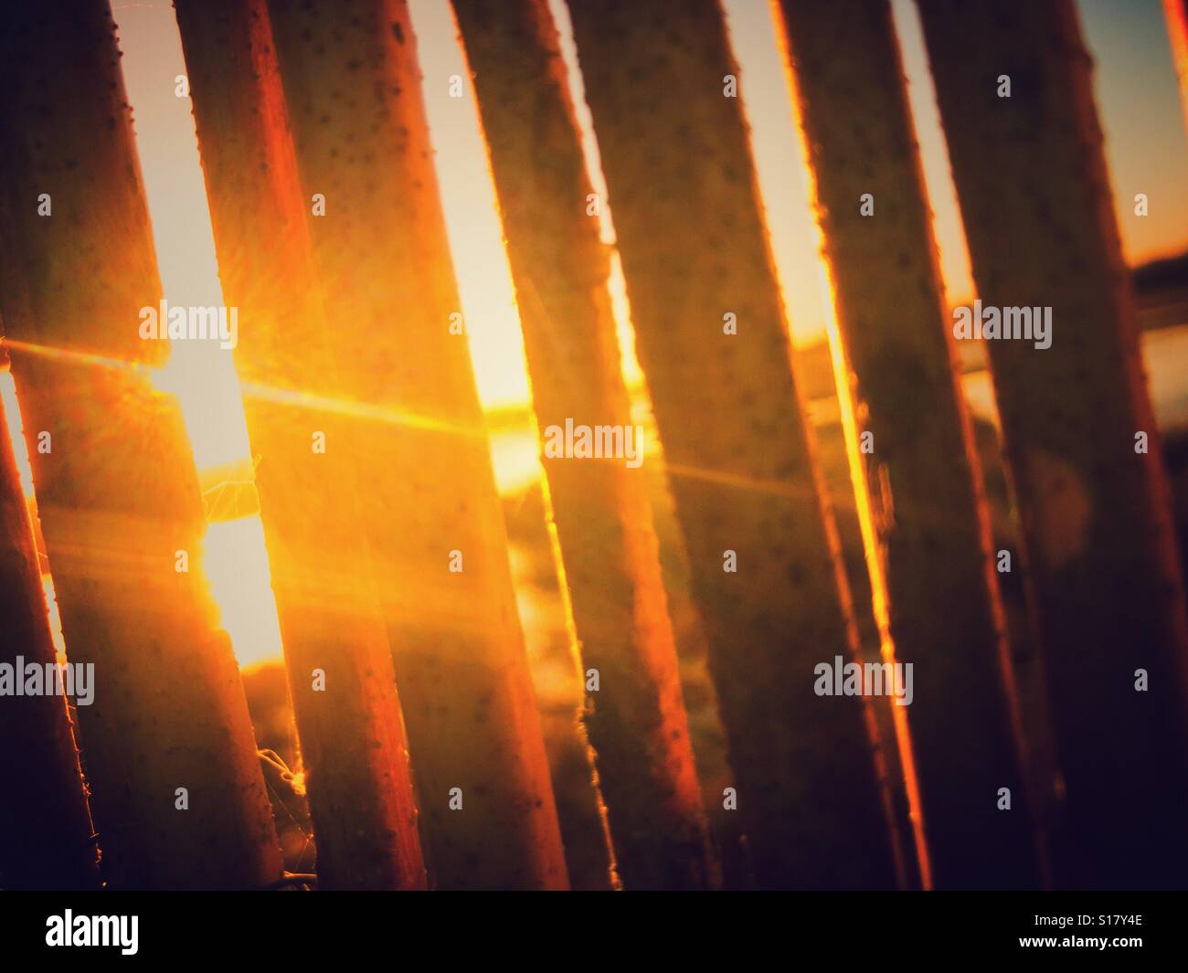 Sunlight through a reed screen at Otmoor Nature Reserve, Oxfordshire ...