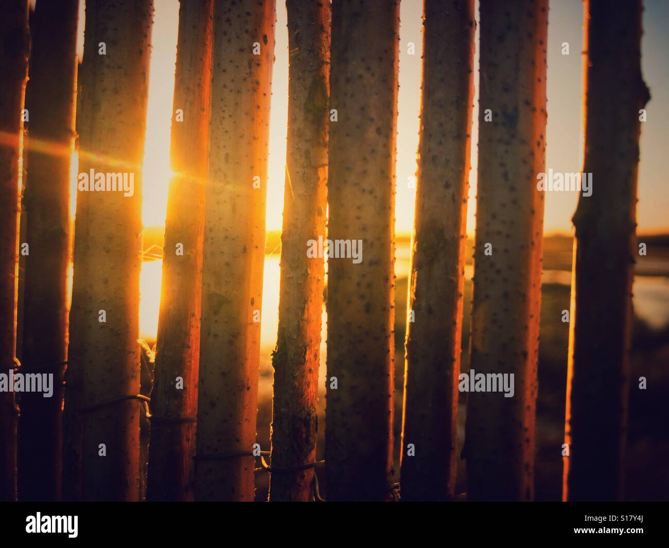 Sunlight through a reed screen at Otmoor Nature Reserve, Oxfordshire ...