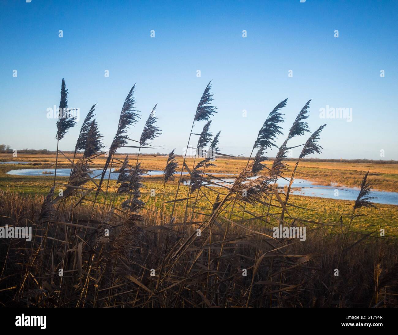 Otmoor nature reserve hi-res stock photography and images - Alamy