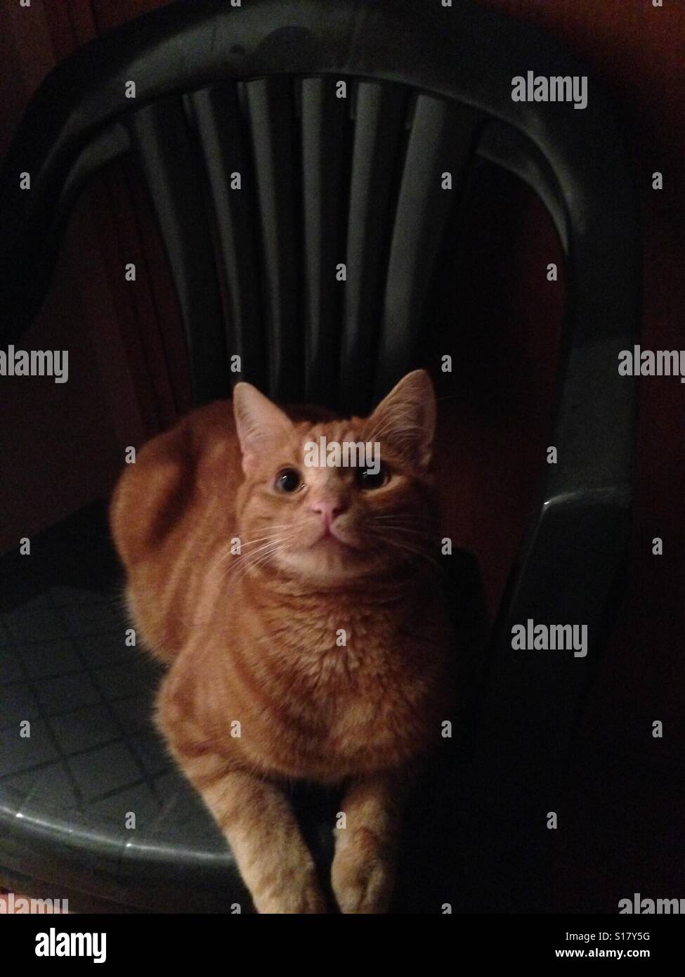 Macavity cat hi-res stock photography and images - Alamy