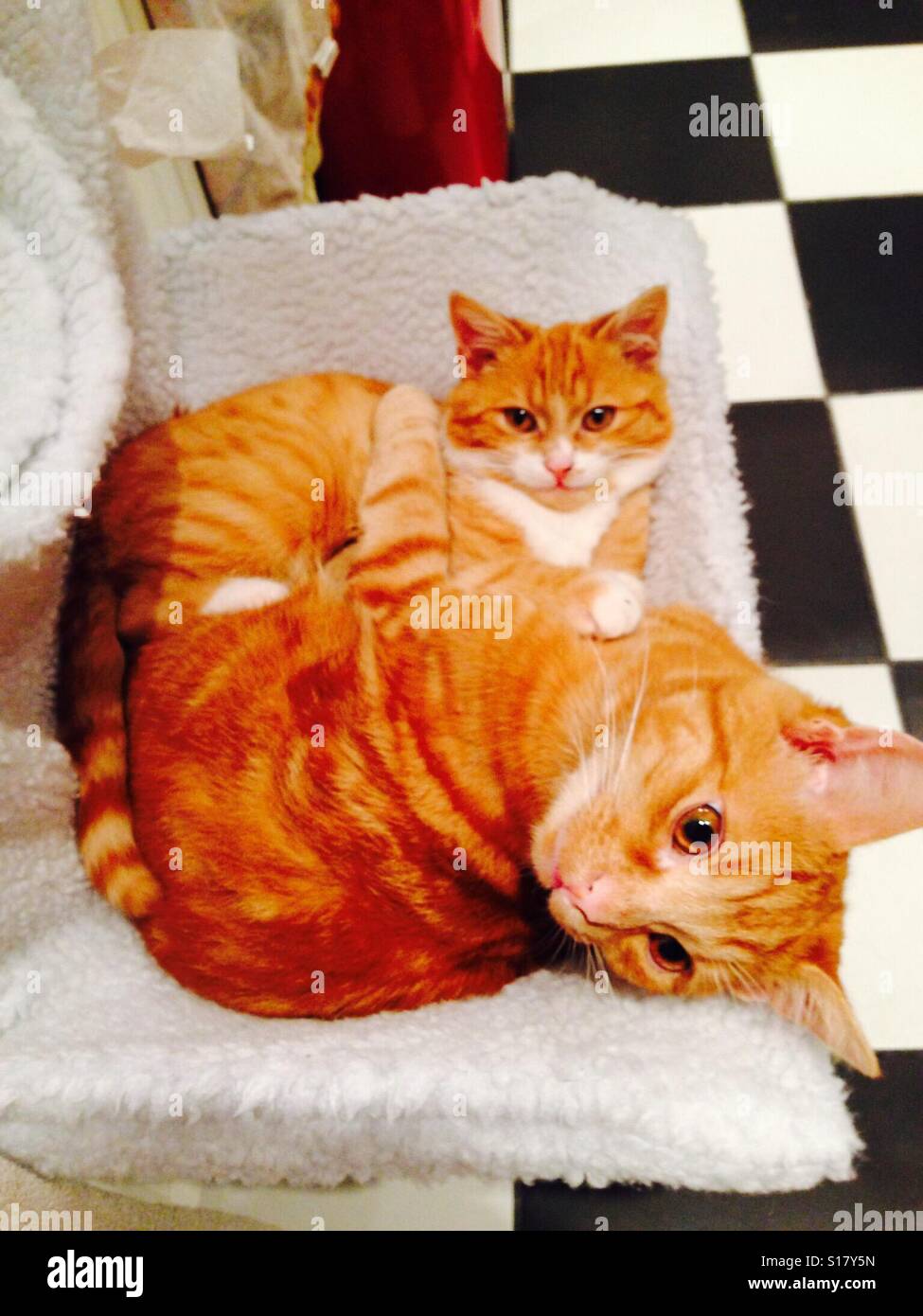 Macavity cats hi-res stock photography and images - Alamy