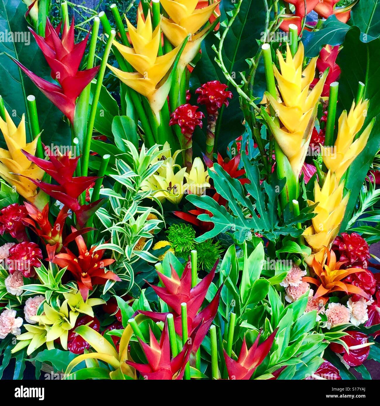 Manila tropical hi-res stock photography and images - Alamy