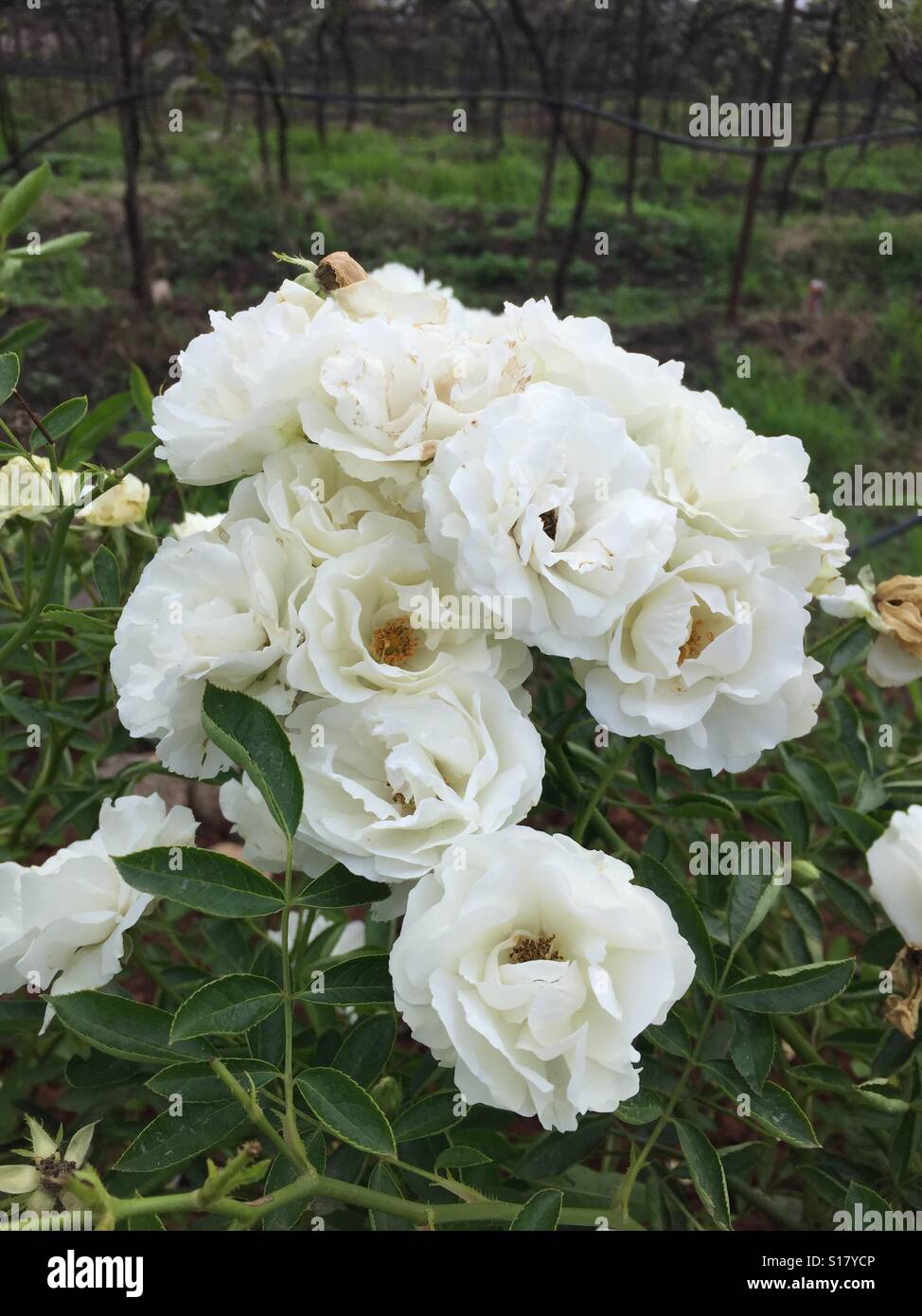 Bee rose hi-res stock photography and images - Alamy