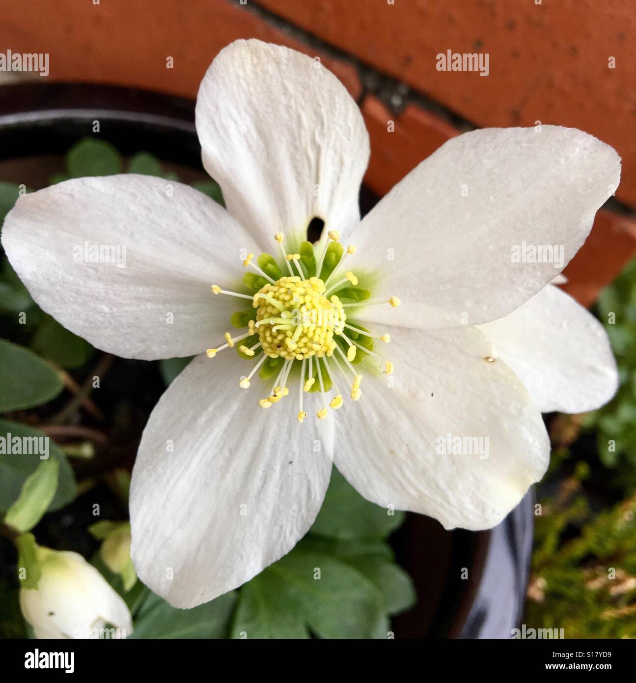 Rose rise hi-res stock photography and images - Alamy