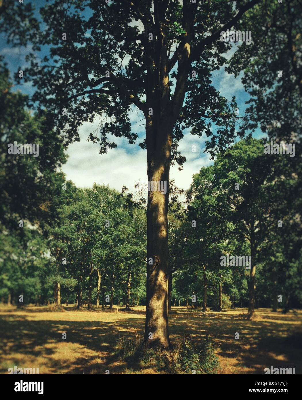 Oak tree worcestershire hi-res stock photography and images - Alamy