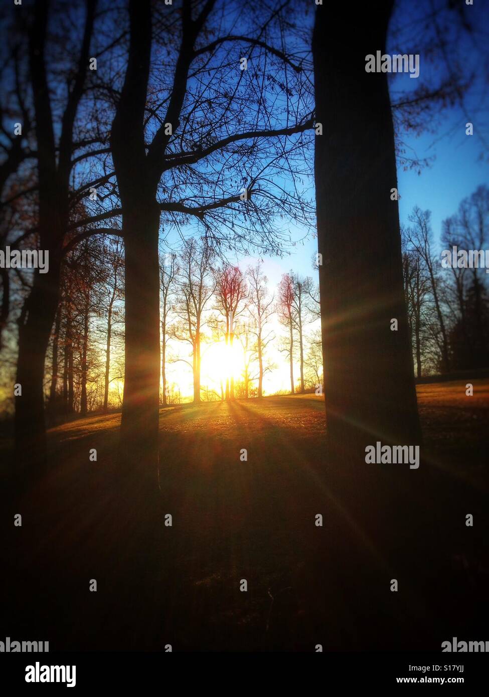 the sun through the trees Stock Photo - Alamy