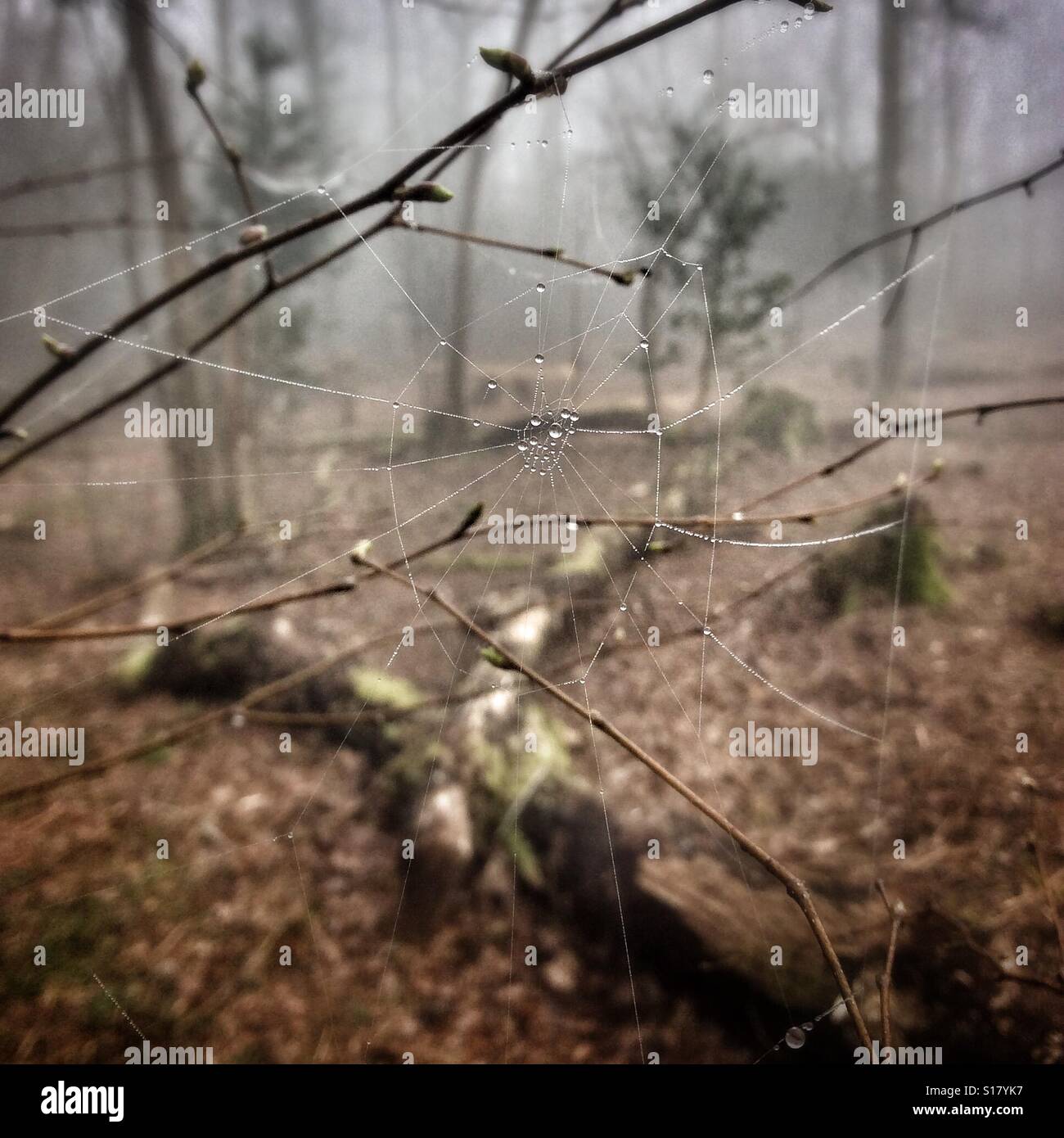 Spidet hi-res stock photography and images - Alamy