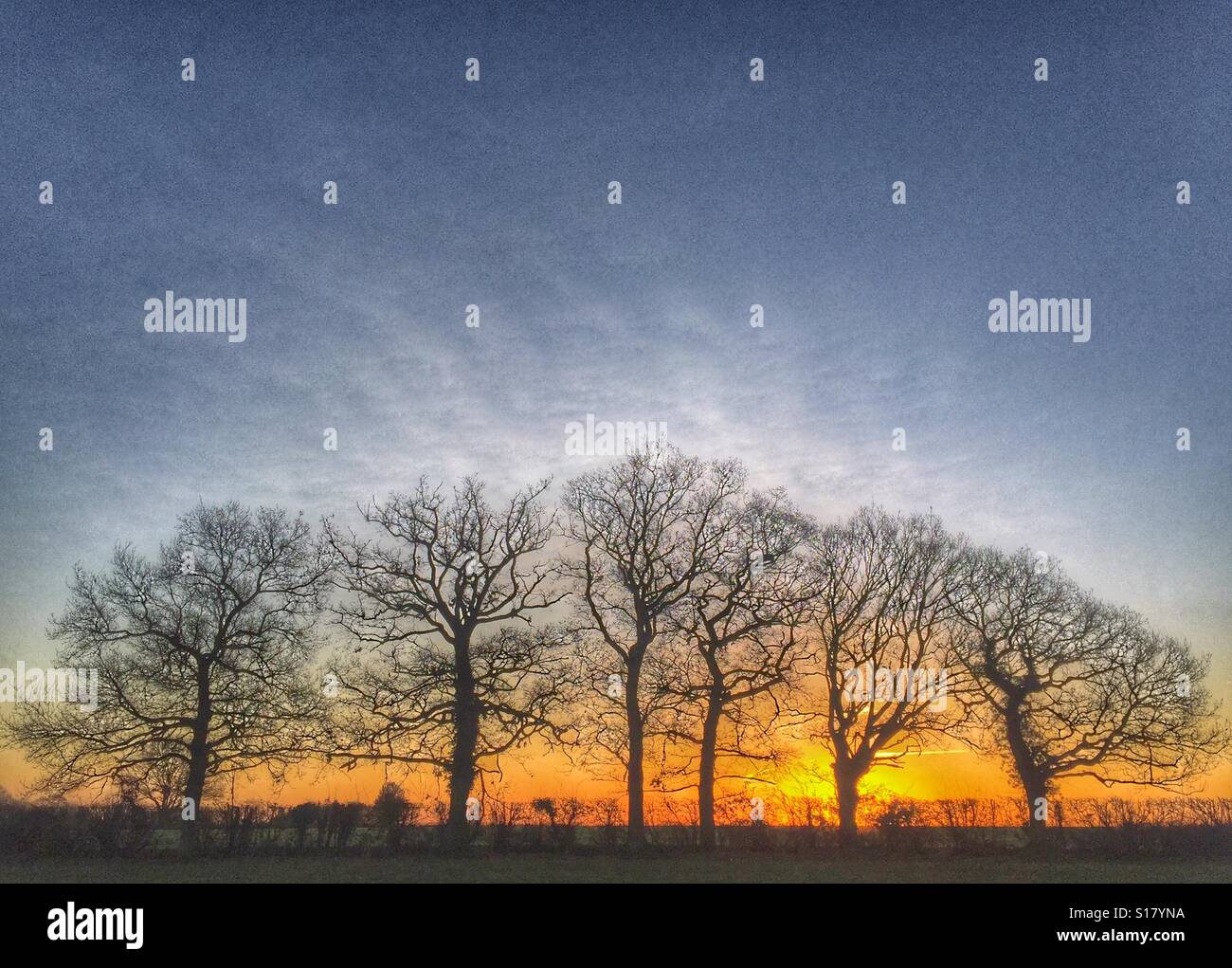 Oak tree sunrise hi-res stock photography and images - Alamy