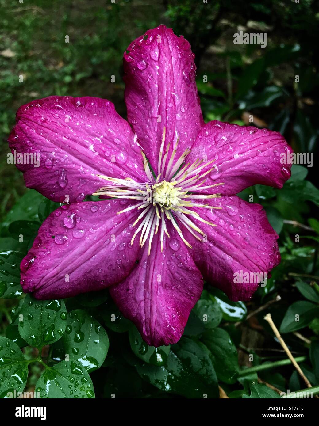 The purple flower Stock Photo - Alamy