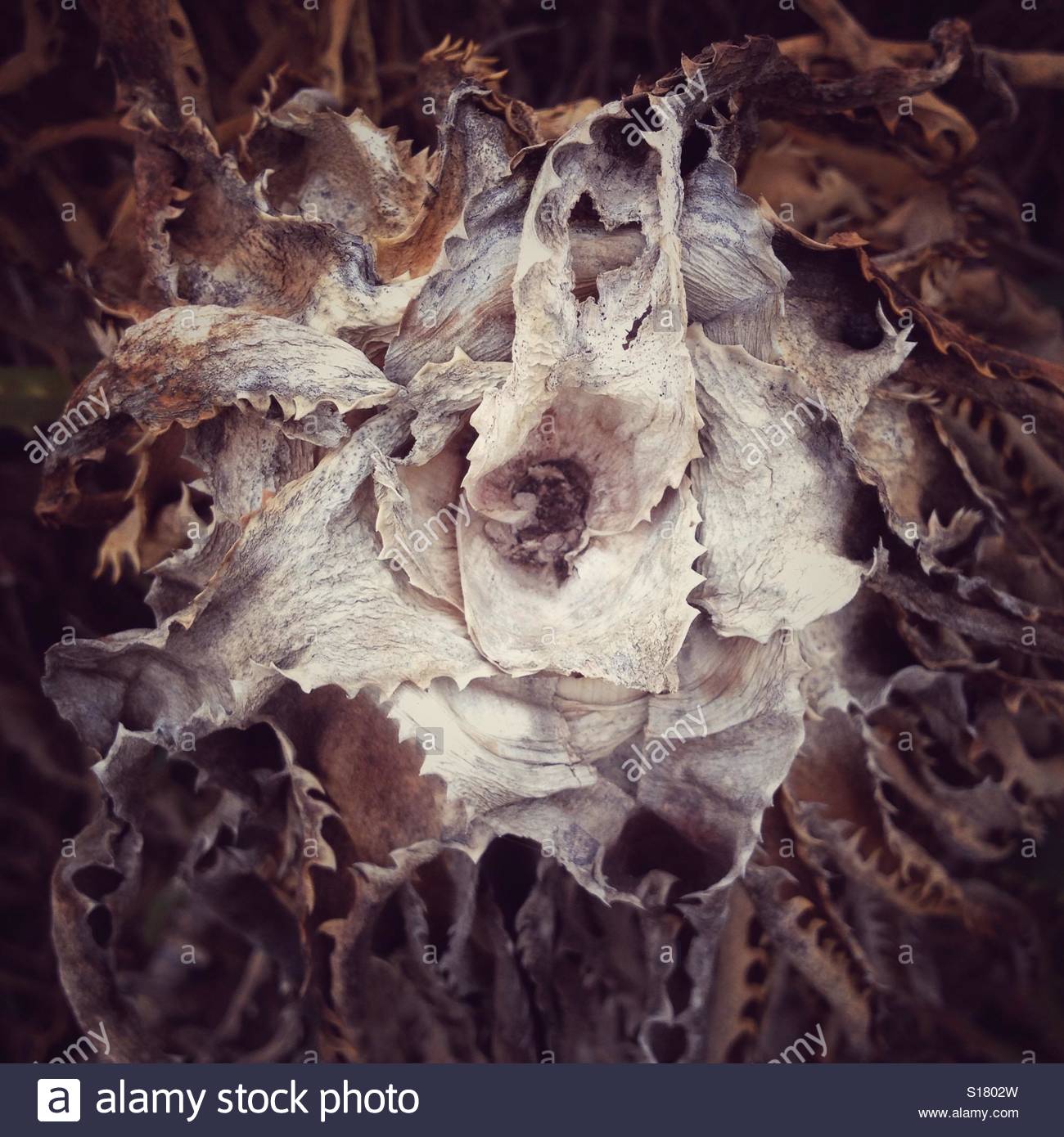 Dead Cactus High Resolution Stock Photography and Images - Alamy