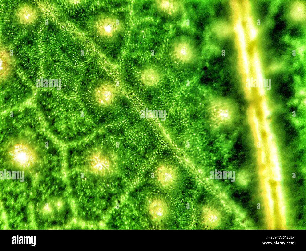 Abstract macro detail leaf smartphone stock photos and images - Alamy