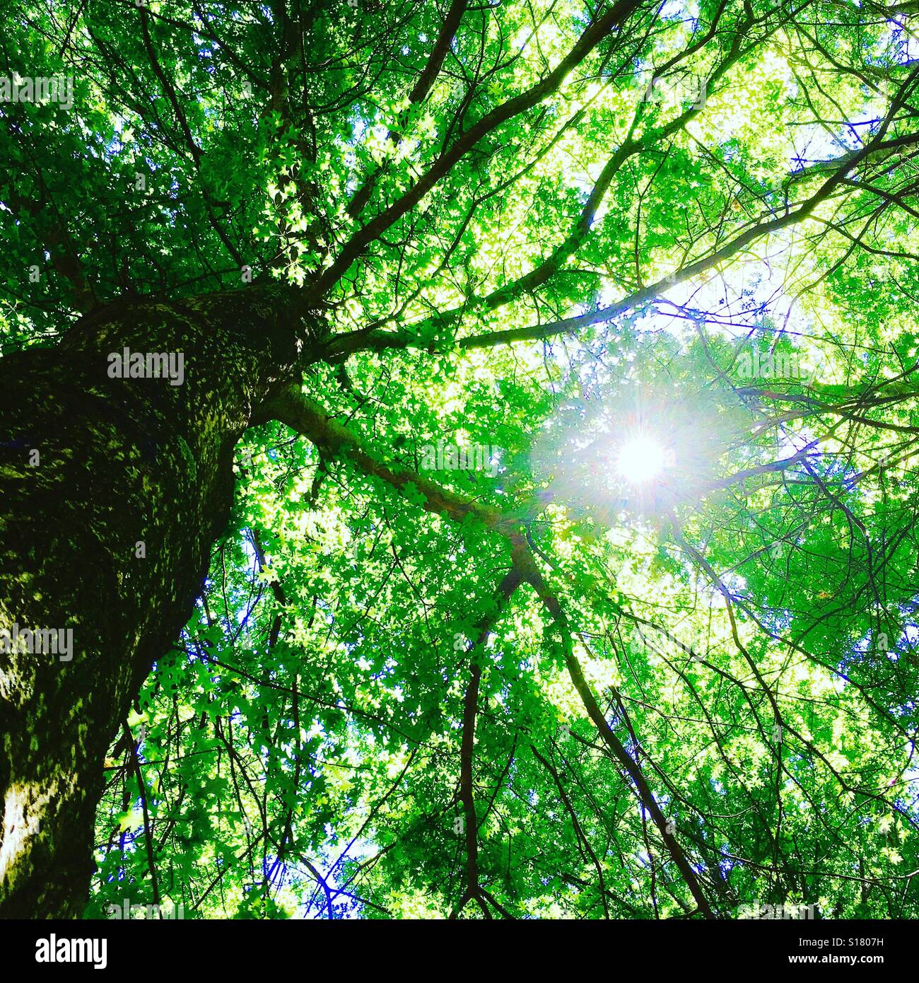 Breaking Tree Branches High Resolution Stock Photography and Images - Alamy