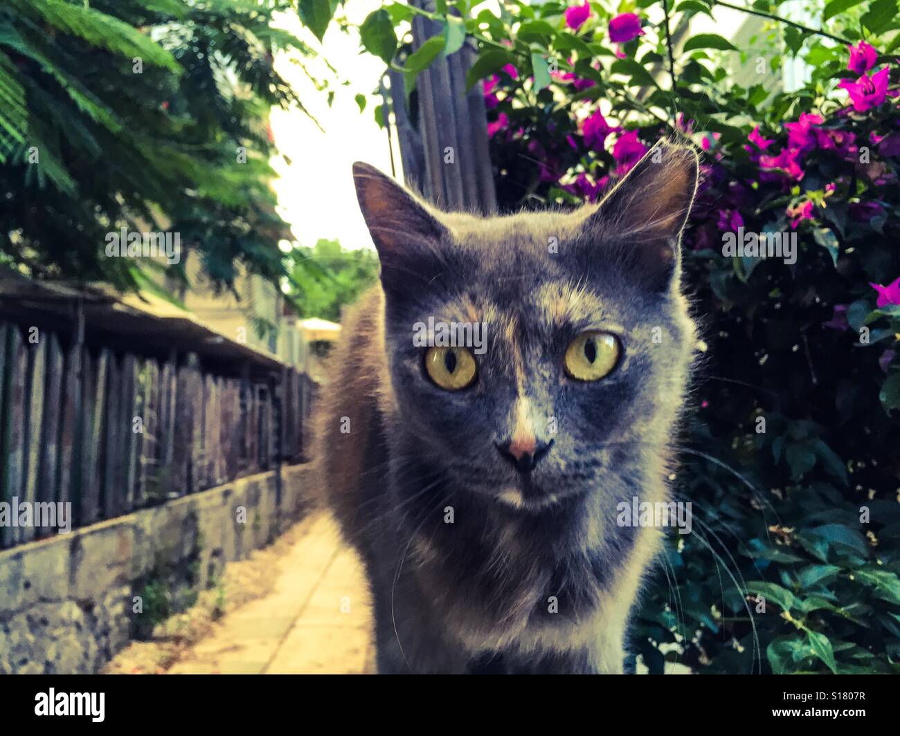 Cat israel hi-res stock photography and images - Alamy