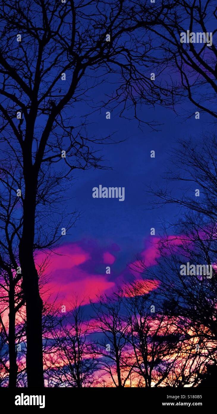 Beech trees at sunset hi-res stock photography and images - Alamy