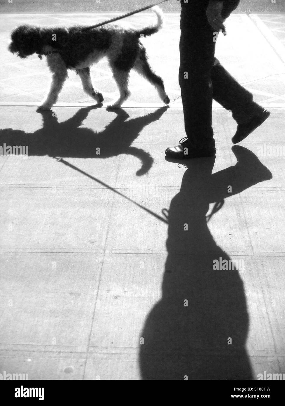 Walking the dog, shadows on waterfront path, Alki Beach, Seattle ...