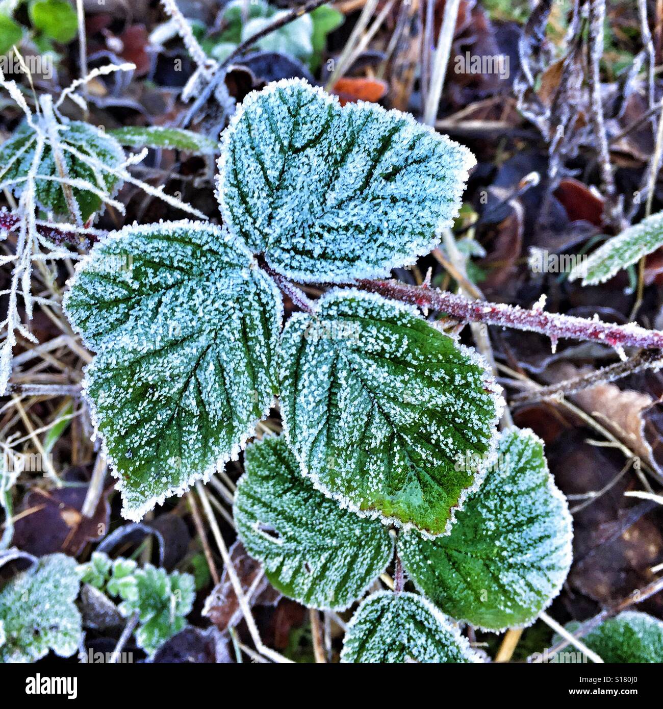 Frost on leaves Stock Photo - Alamy
