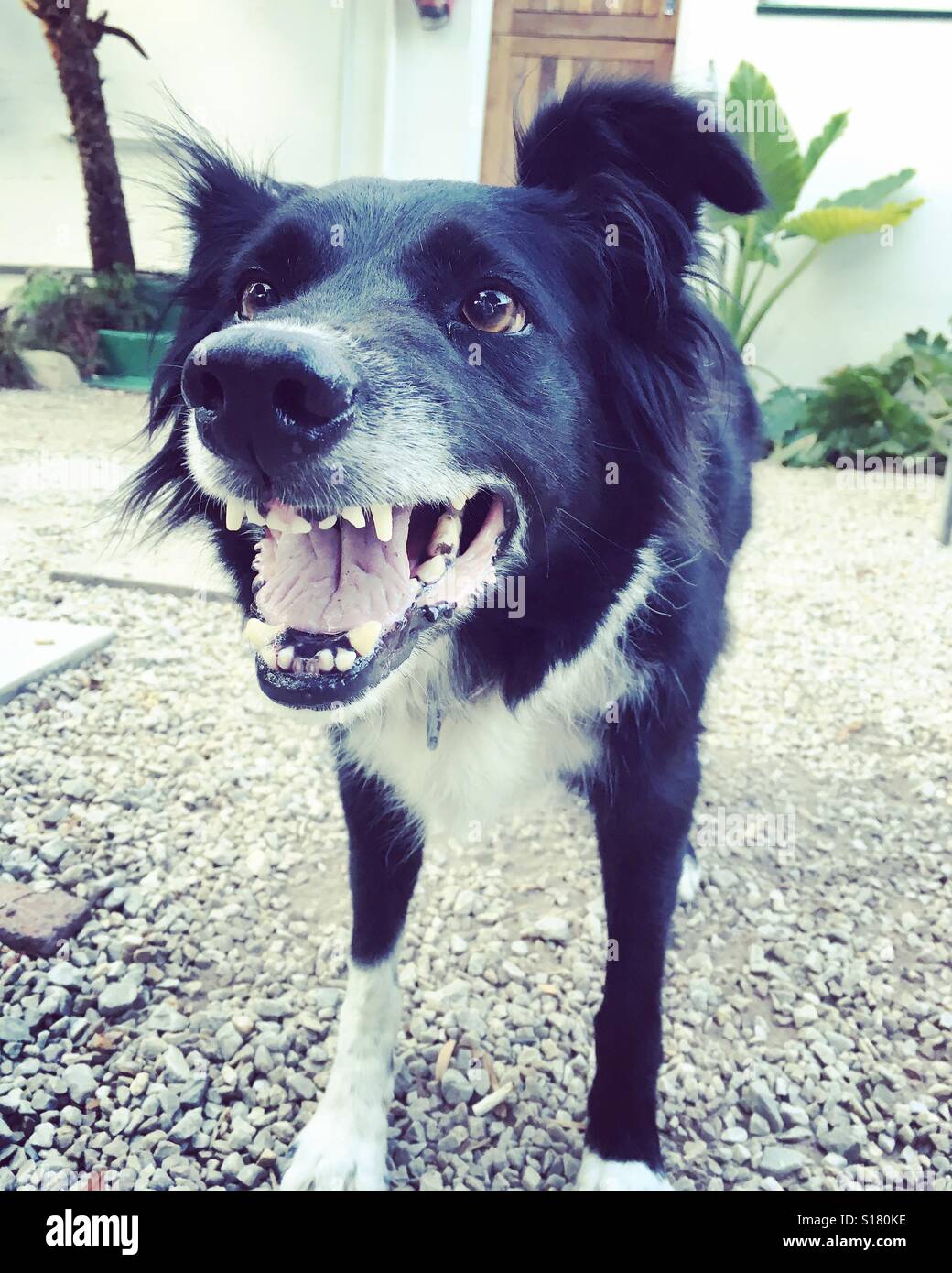 Excited dog hi-res stock photography and images - Alamy