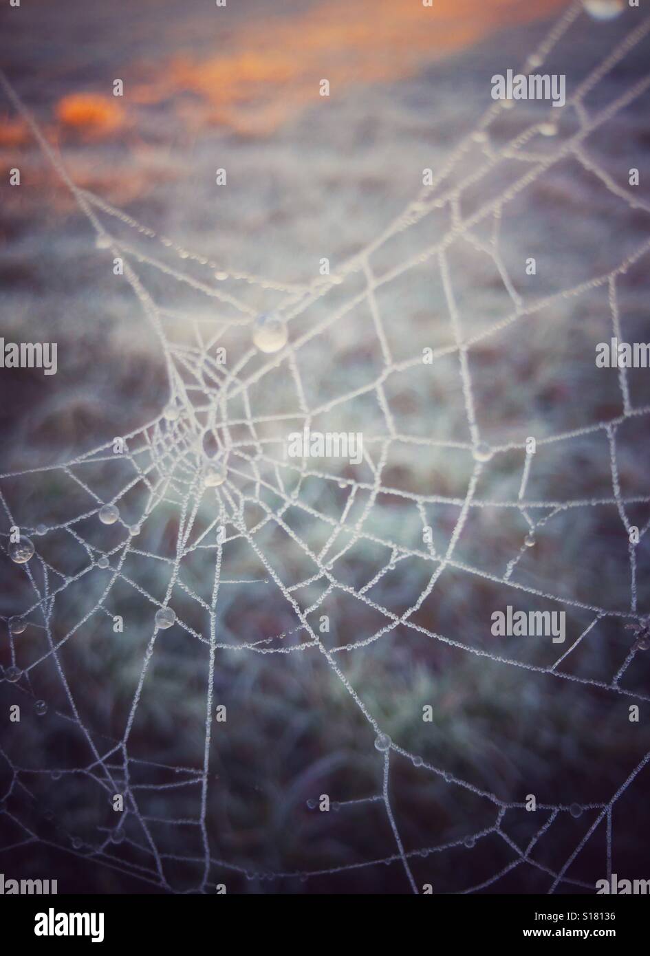 Frosty web hi-res stock photography and images - Alamy
