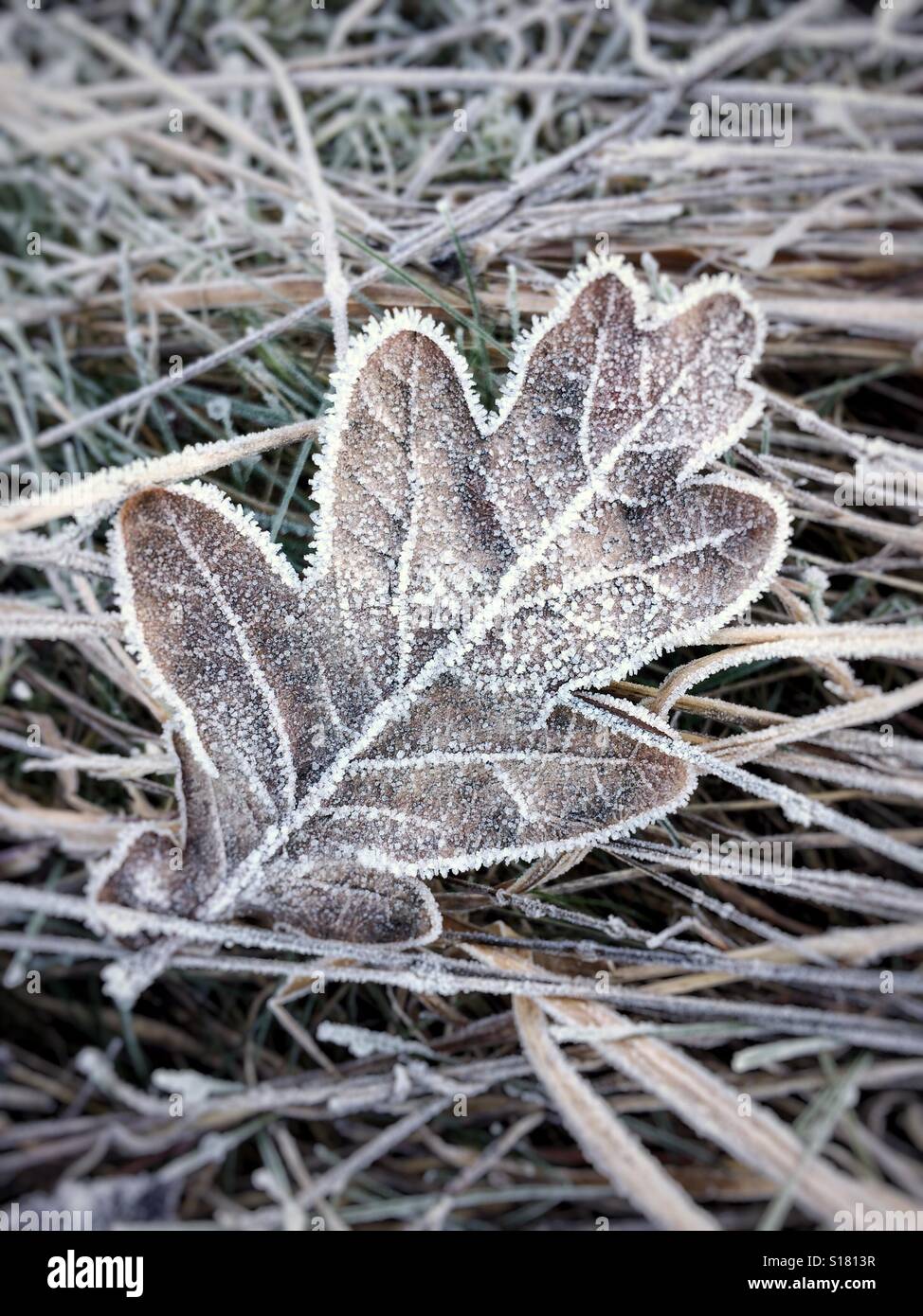 Frosted leaf hi-res stock photography and images - Alamy