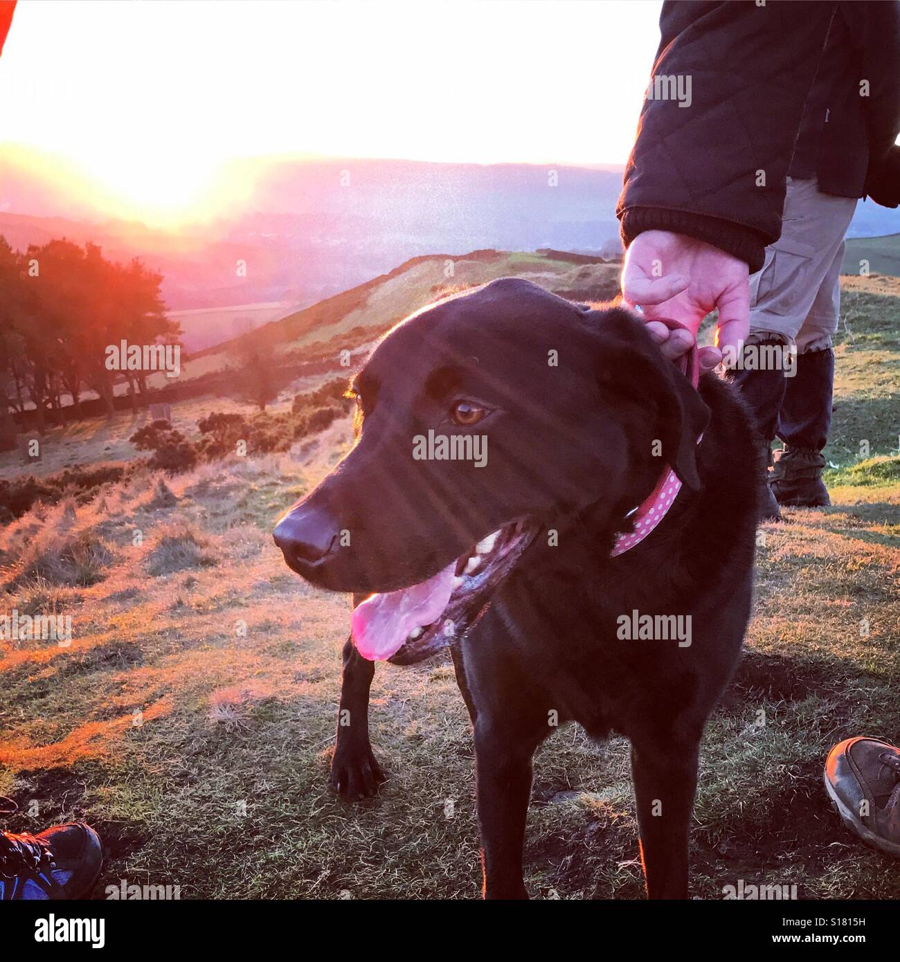 Black labrador at sunset hi-res stock photography and images - Alamy