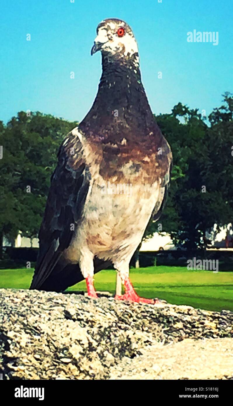 Pidgin hi-res stock photography and images - Alamy