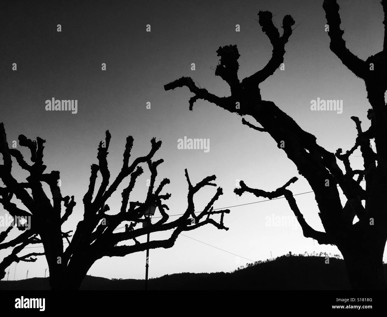 Black trees hi-res stock photography and images - Alamy