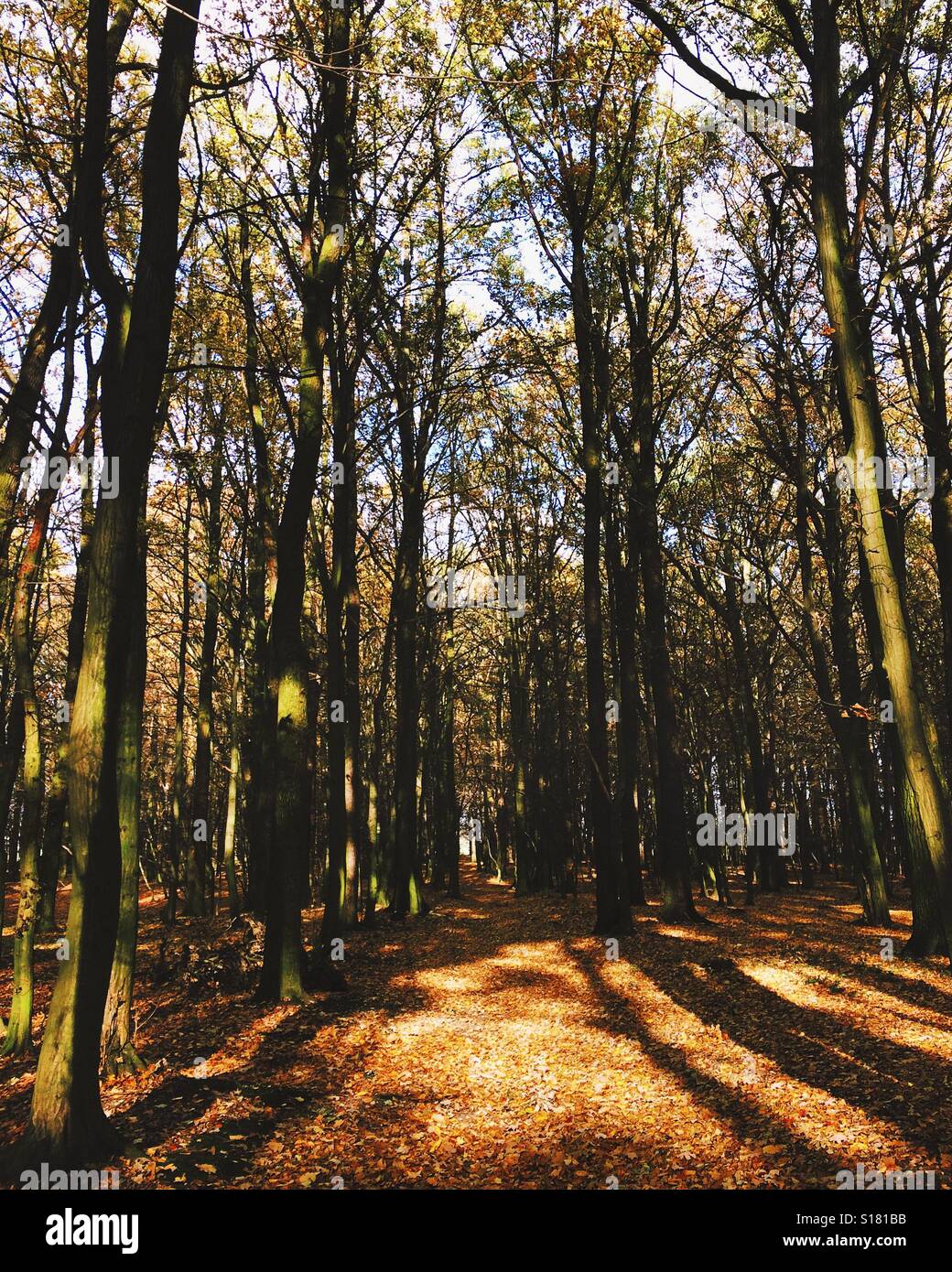 Stroll in the woods hi-res stock photography and images - Alamy