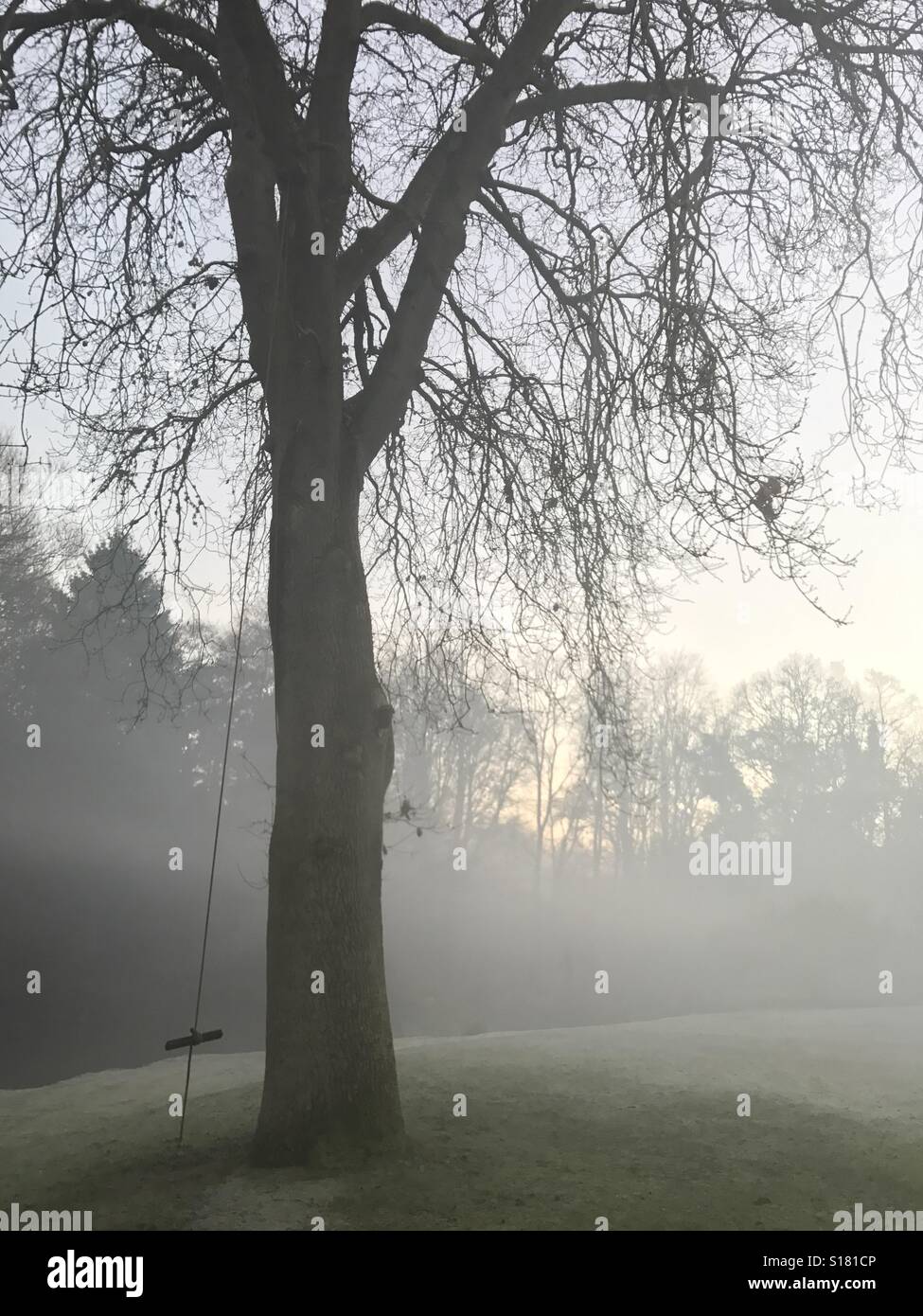 Misty tree hi-res stock photography and images - Alamy