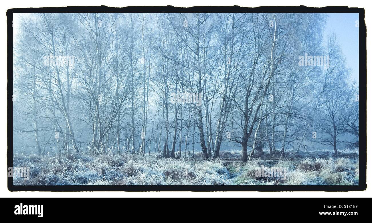 Birch trees in winter hi-res stock photography and images - Alamy
