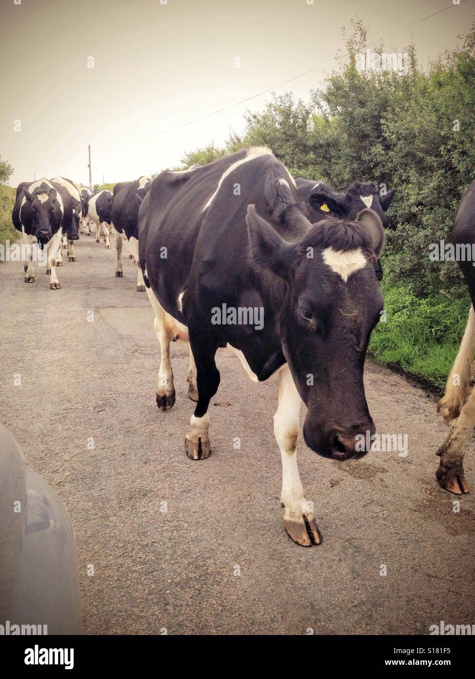 Cornwall Cows Stock Photos & Cornwall Cows Stock Images - Alamy