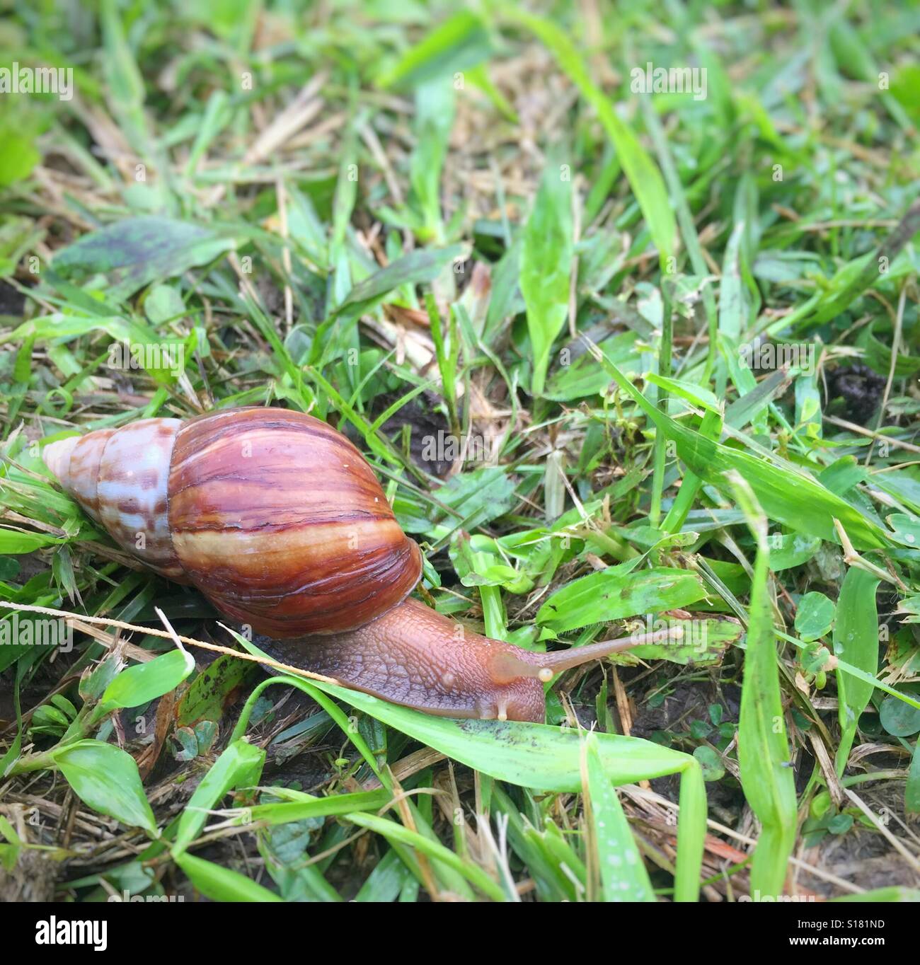 Snail on grass hi-res stock photography and images - Alamy