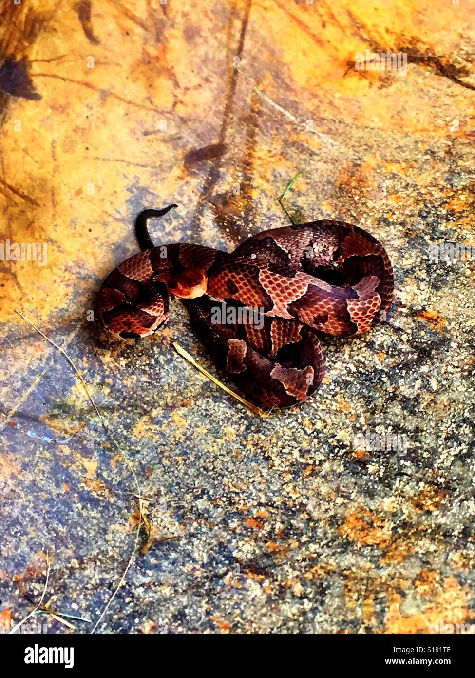 Copper head snake hi-res stock photography and images - Alamy