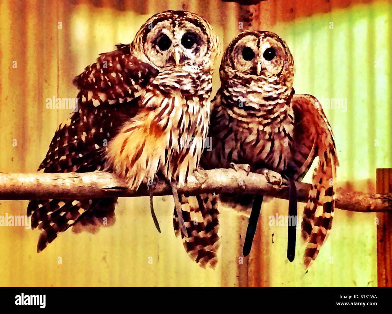 Owls are birds hi-res stock photography and images - Alamy