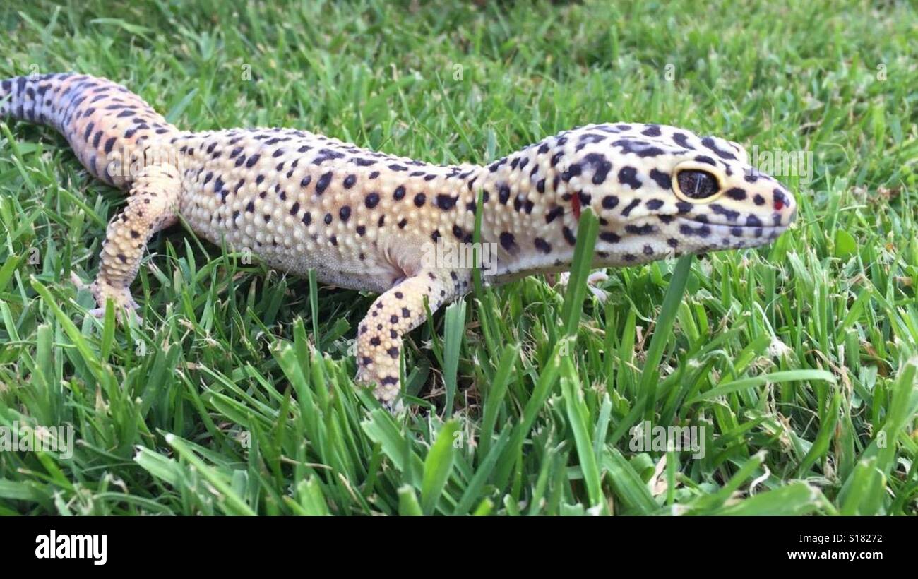 Leopard gecko lizard hi-res stock photography and images - Alamy