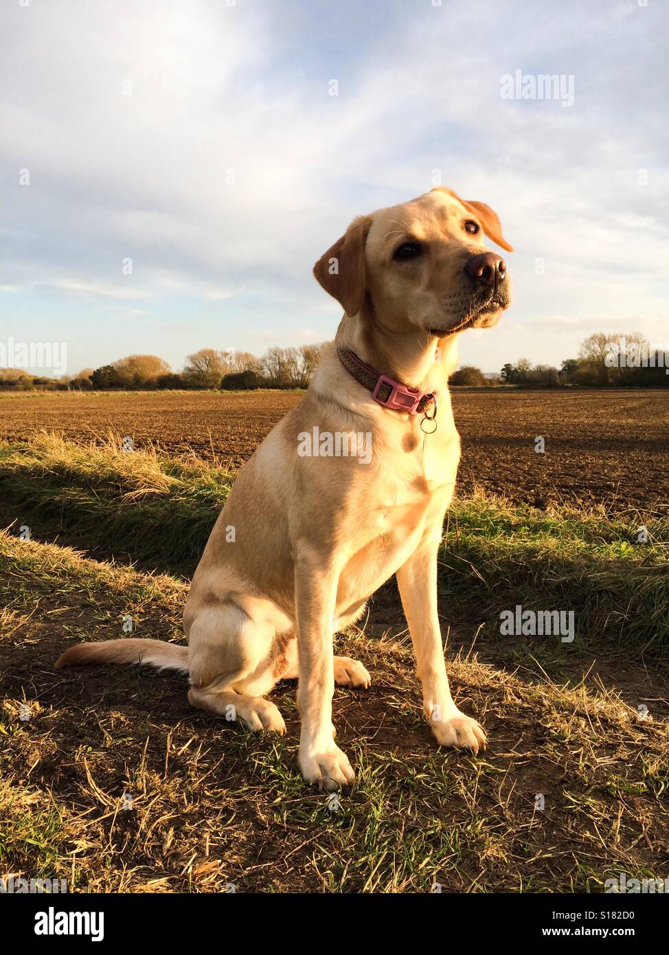 Field labrador hi-res stock photography and images - Alamy