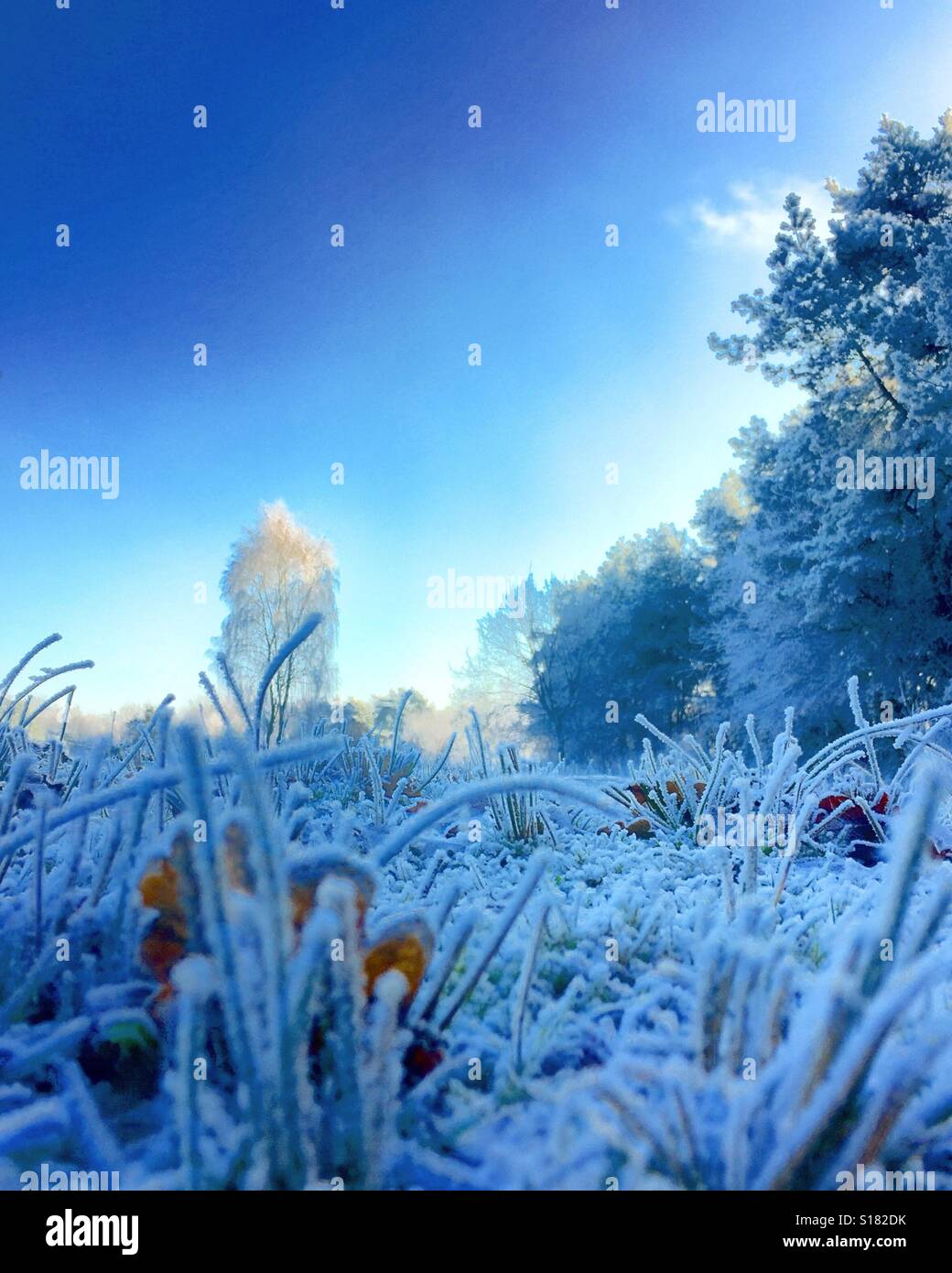 Frosted landscape hi-res stock photography and images - Alamy